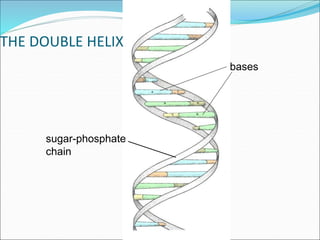 DNA structure | PPT
