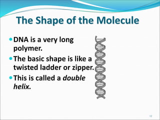 DNA structure | PPT