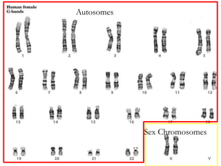 DNA structure | PPT