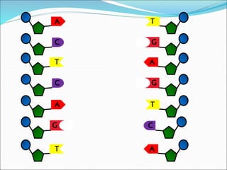 DNA structure | PPT