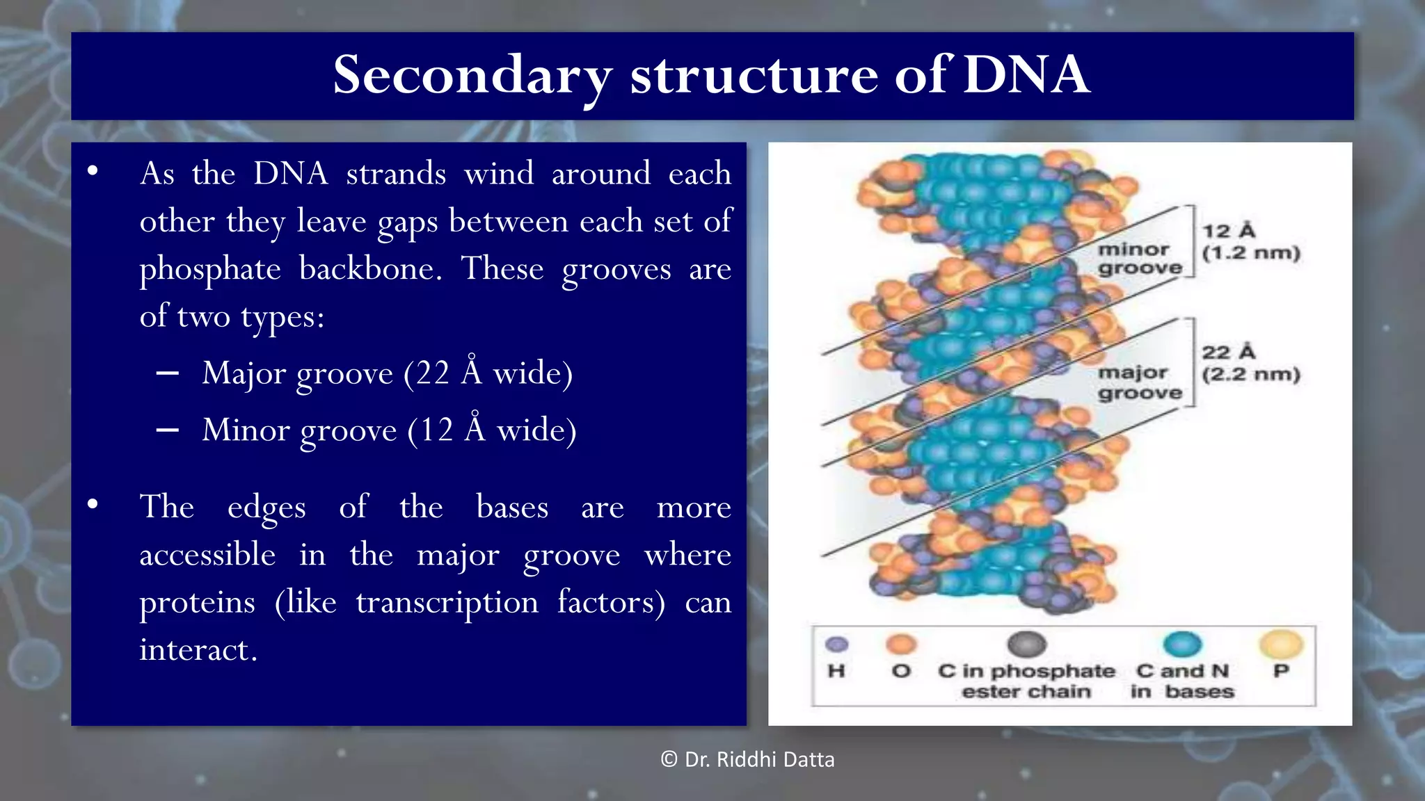 Basics of DNA Structure | PDF
