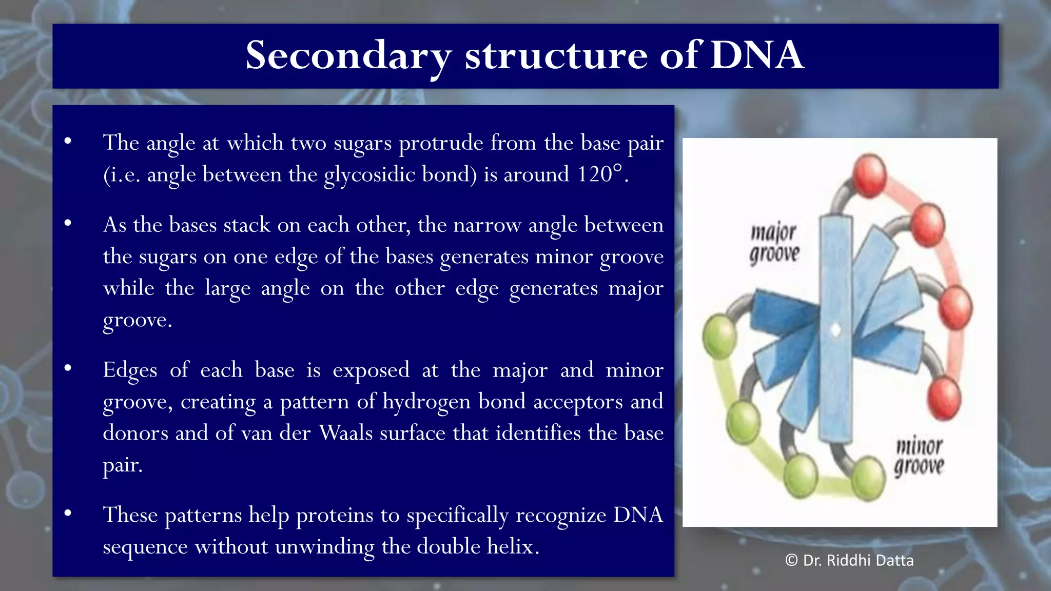 Basics of DNA Structure | PDF