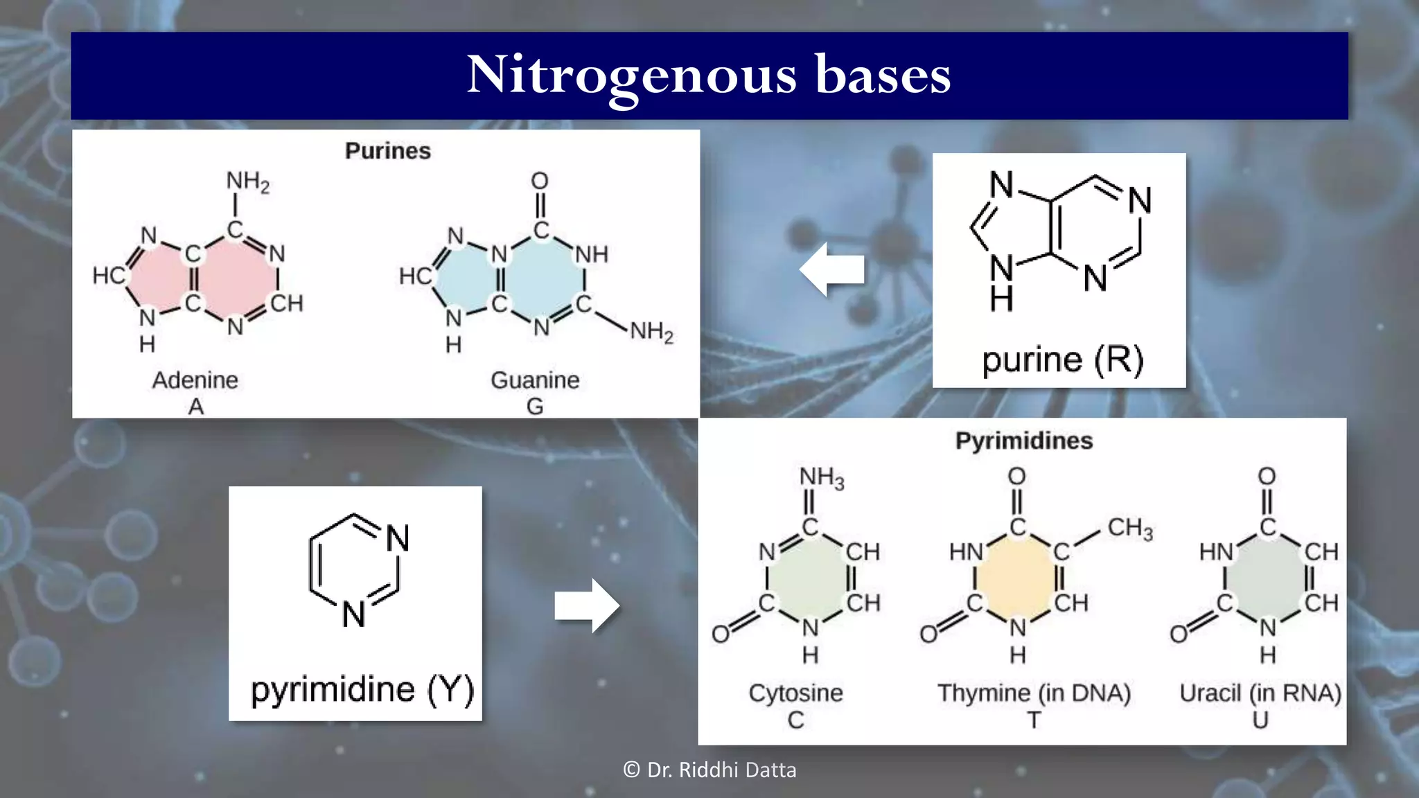 Basics of DNA Structure | PDF