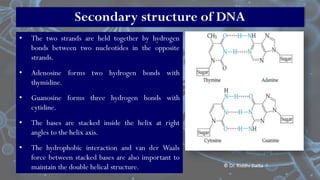 Basics of DNA Structure | PDF