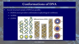 Basics of DNA Structure | PDF