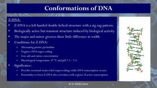 Basics of DNA Structure | PDF