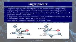Basics of DNA Structure | PDF