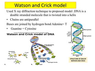 Dna structure | PPT