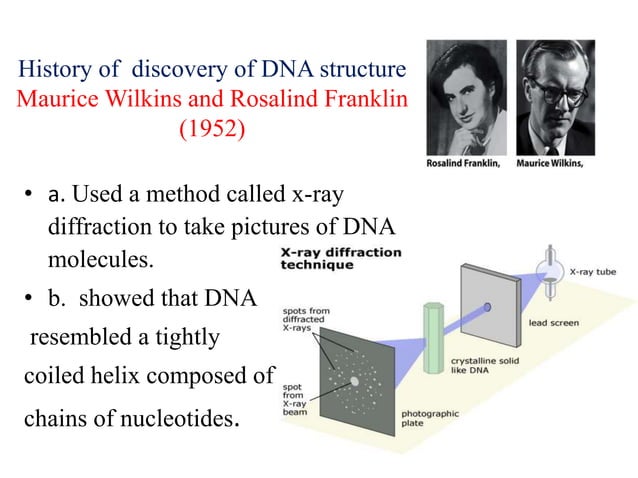 Dna structure | PPT