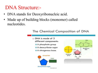 Dna structure | PPT
