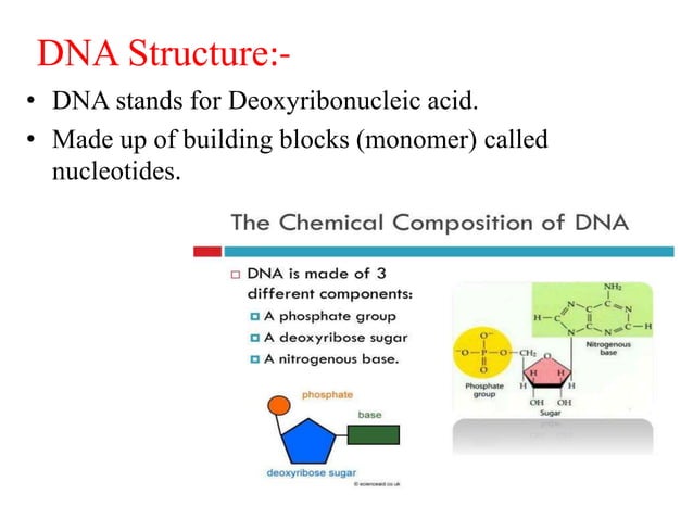 Dna structure | PPT