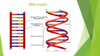DNA structure.pptx