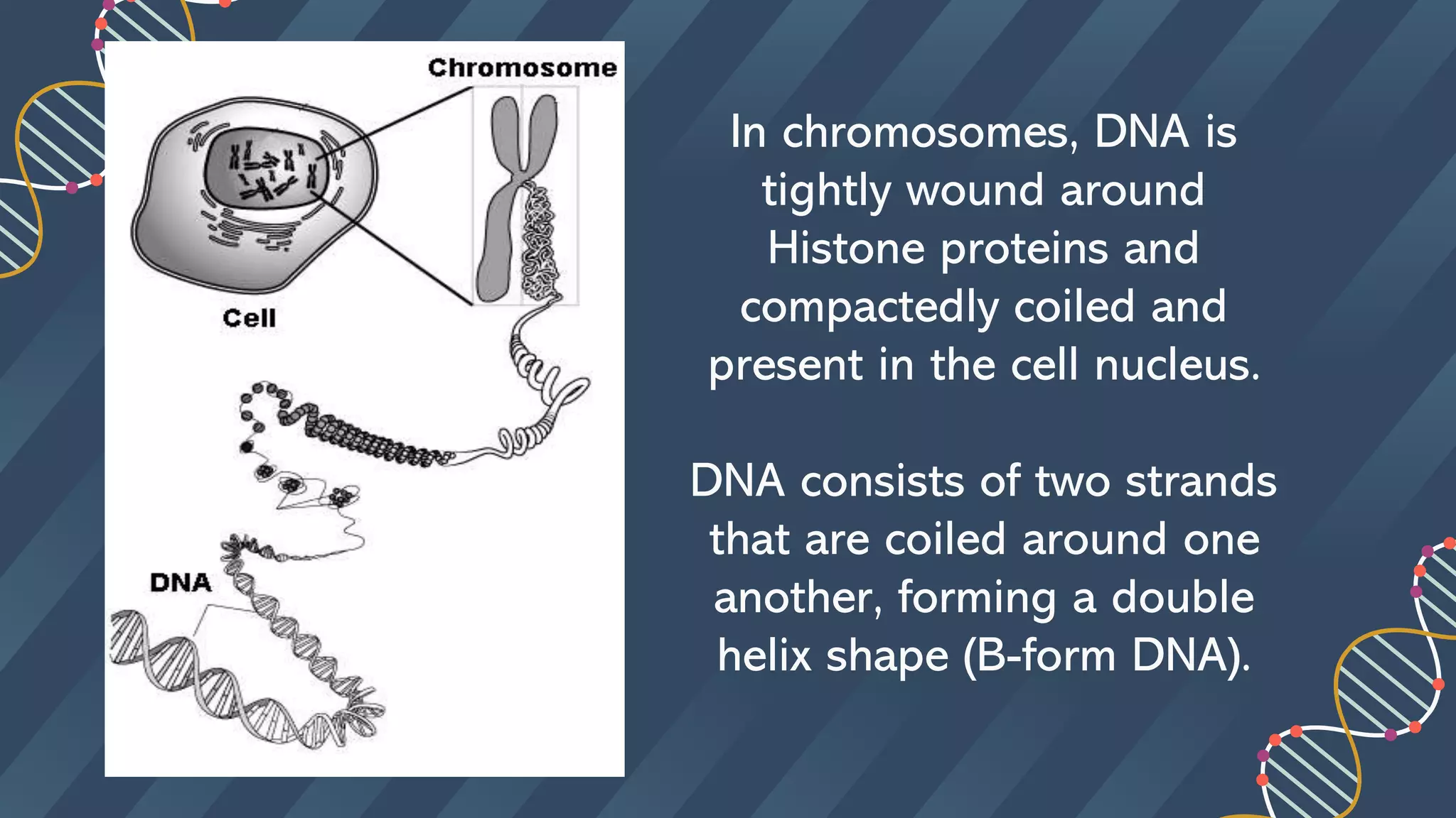 DNA structure.pptx | Chemistry | Science