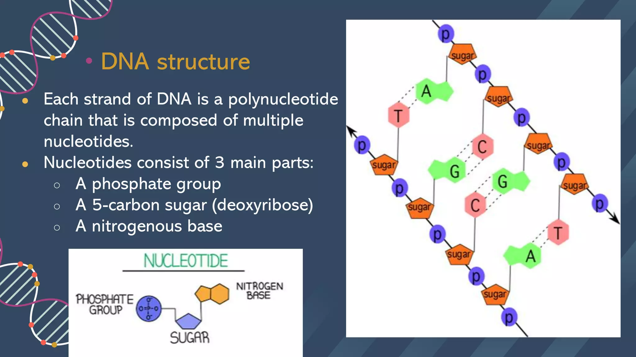 DNA structure.pptx | Chemistry | Science
