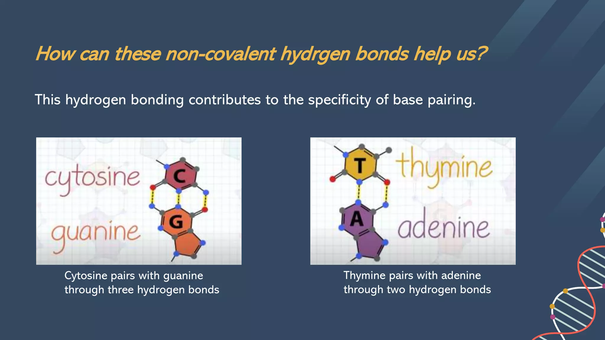 DNA structure.pptx | Chemistry | Science