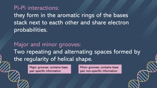 DNA structure.pptx | Chemistry | Science