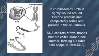 DNA structure.pptx | Chemistry | Science
