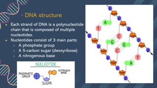DNA structure.pptx | Chemistry | Science