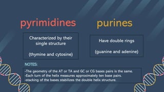 DNA structure.pptx | Chemistry | Science