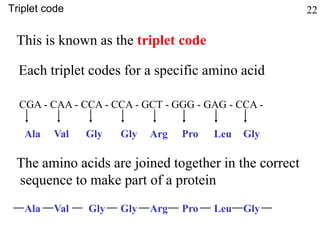 DNA structure | PPT