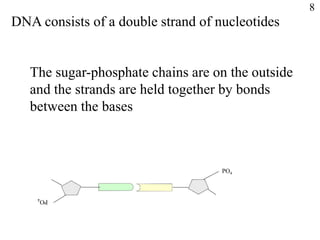 DNA structure | PPT