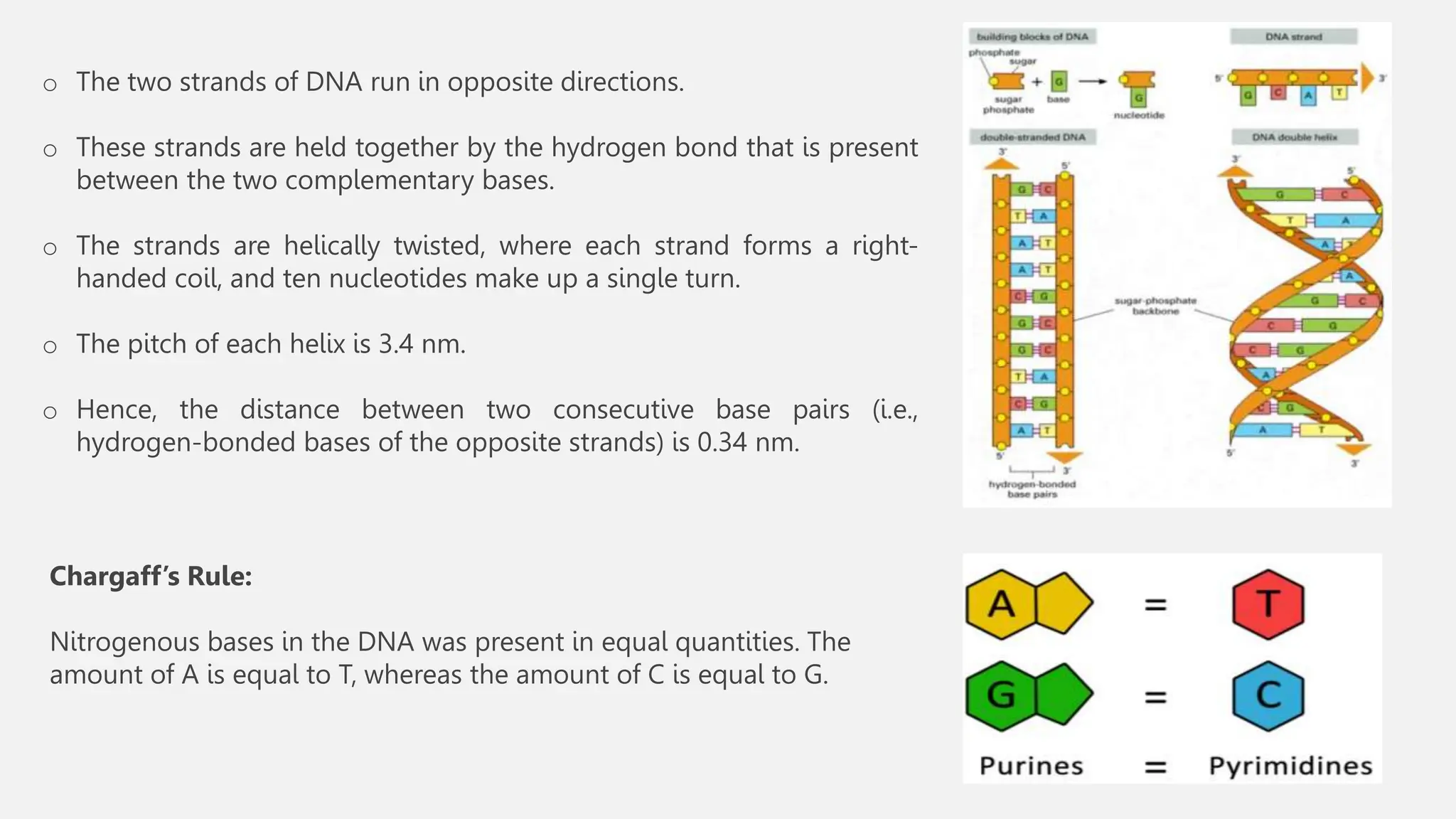 DNA STRUCTURE AND THEIR DIFFERENT TYPES.pptx