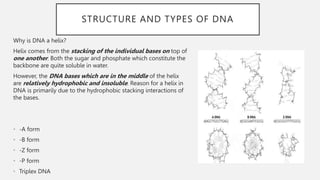 DNA STRUCTURE AND THEIR DIFFERENT TYPES.pptx