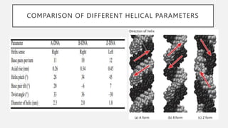 DNA STRUCTURE AND THEIR DIFFERENT TYPES.pptx