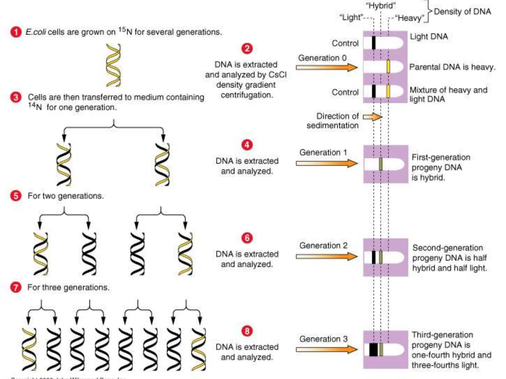 DNA structure.ppt