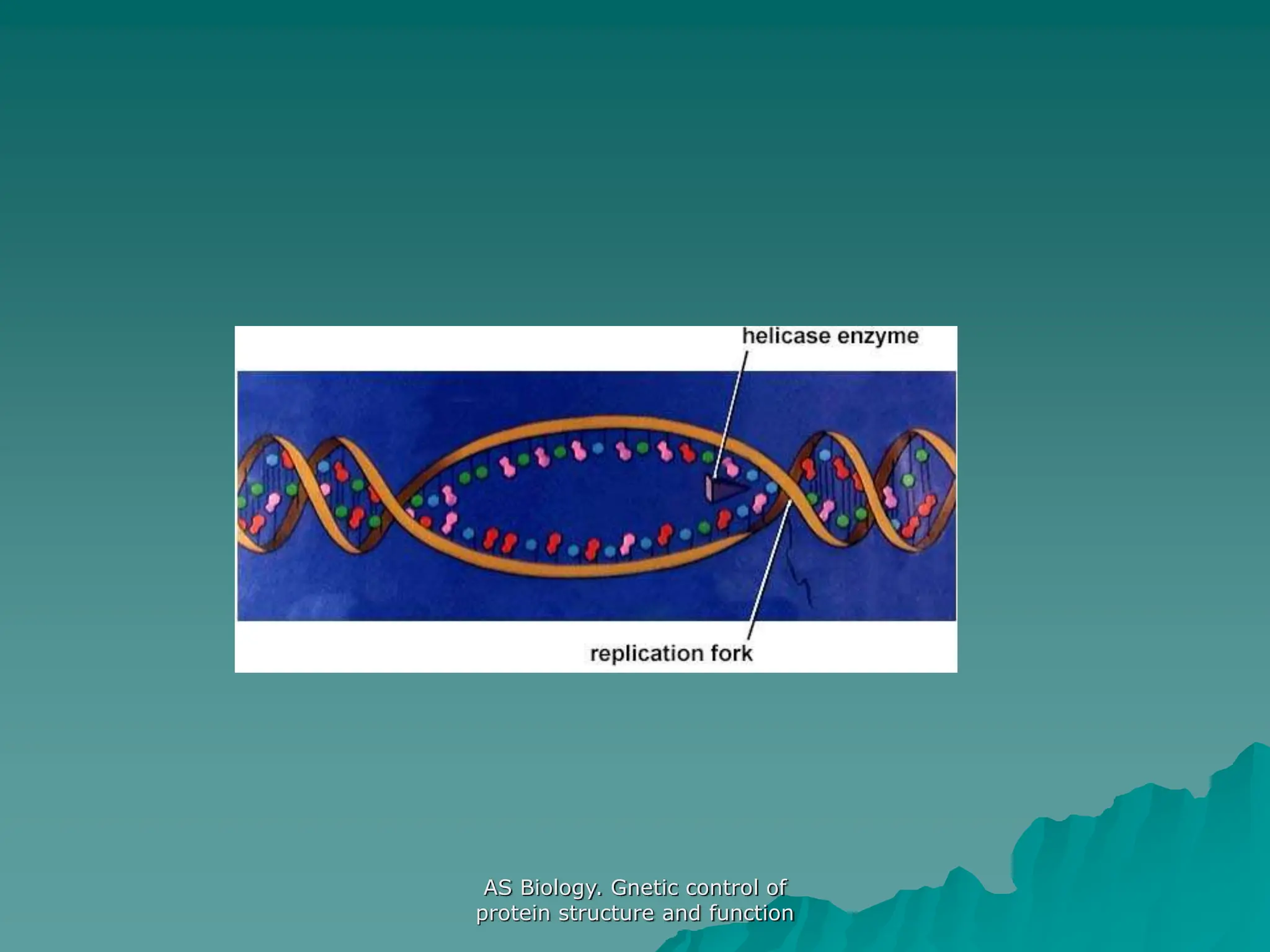 DNA structure.ppt