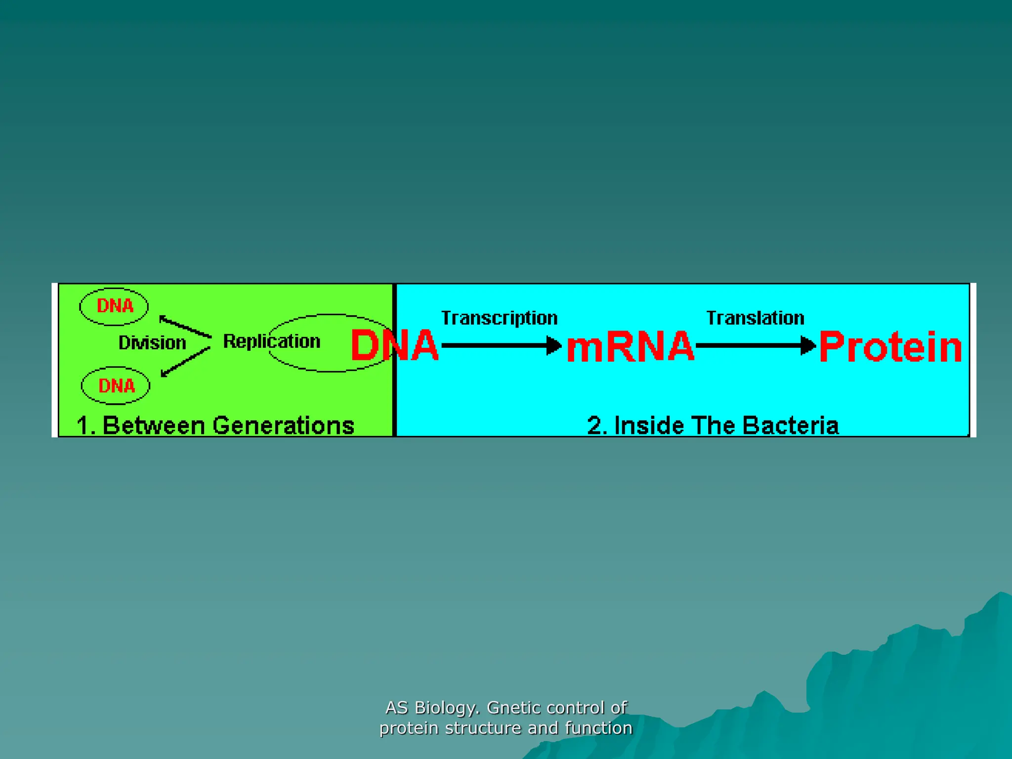 DNA structure.ppt
