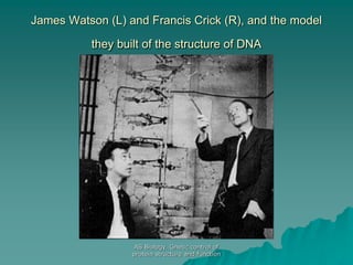 DNA structure.ppt