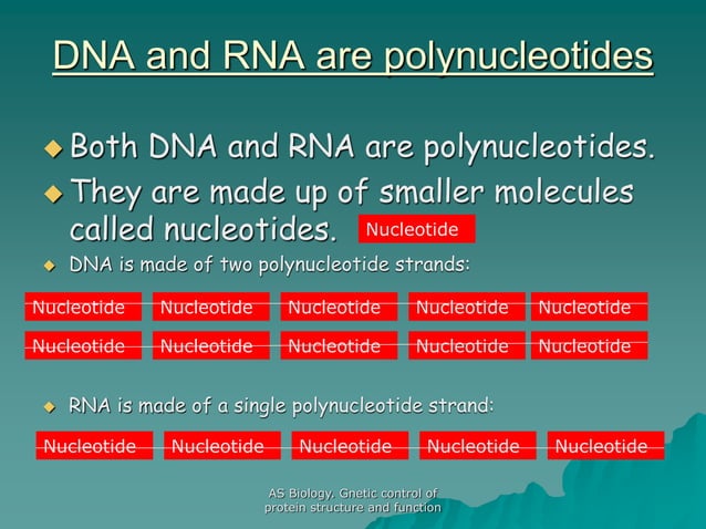 DNA structure.ppt