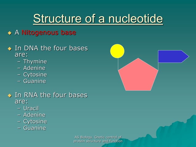 DNA structure.ppt