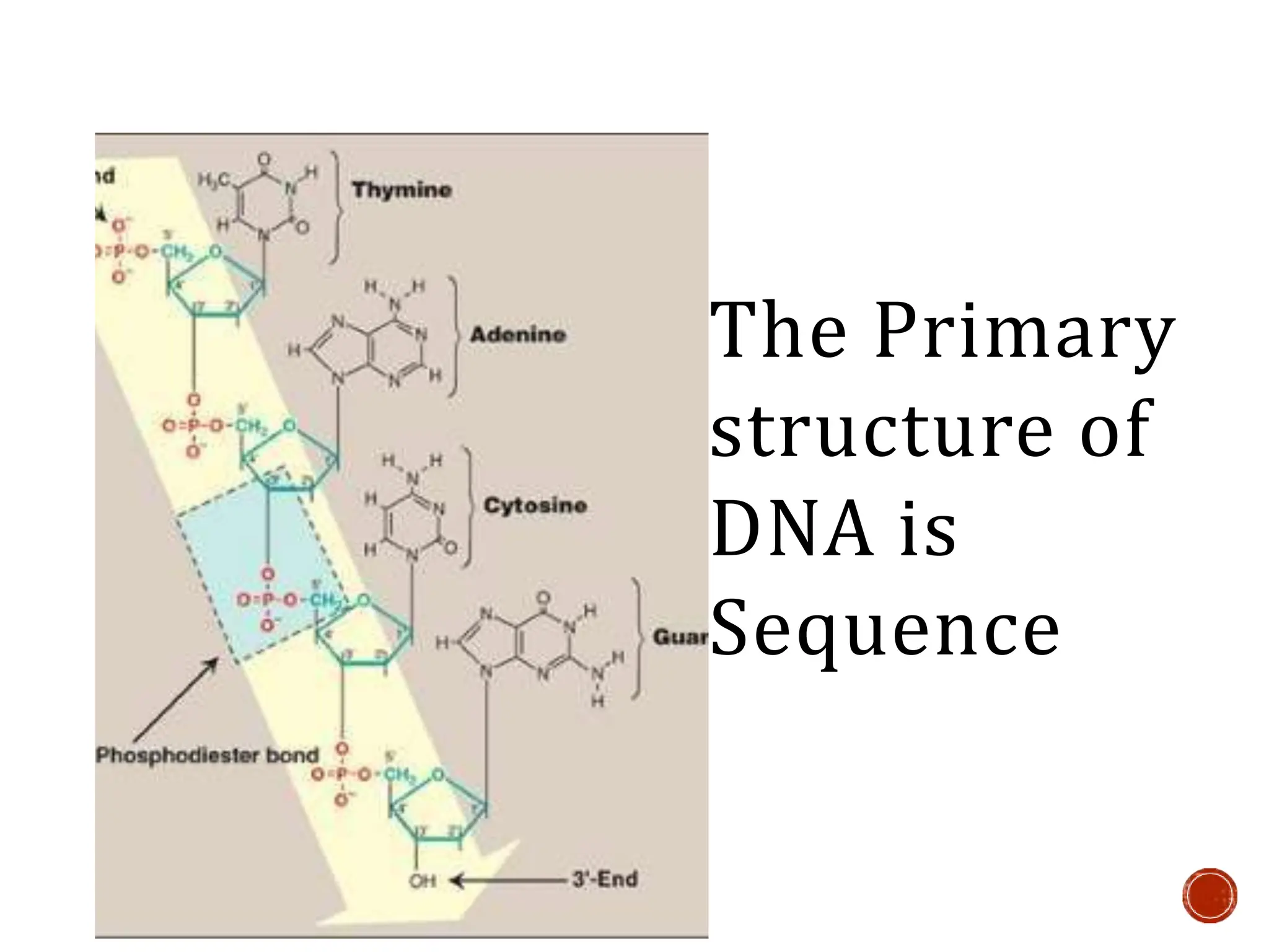 DNA STRUCTURE AND INTRODUCTION TO THE REPLICATION.pptx | Chemistry ...