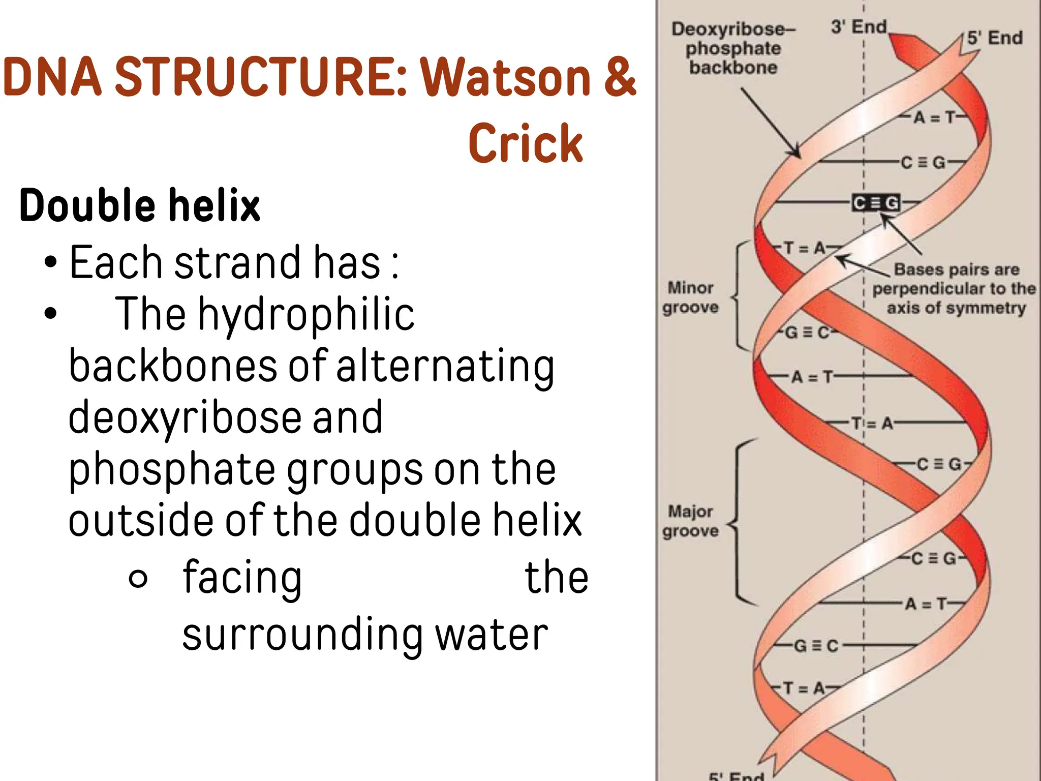 DNA STRUCTURE AND INTRODUCTION TO THE REPLICATION.pptx | Chemistry ...