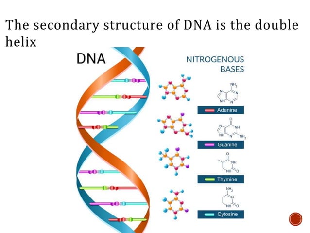 DNA STRUCTURE AND INTRODUCTION TO THE REPLICATION.pptx