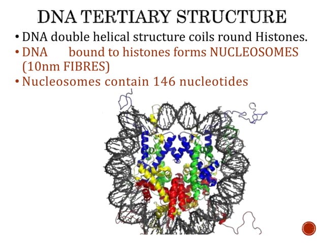 DNA STRUCTURE AND INTRODUCTION TO THE REPLICATION.pptx