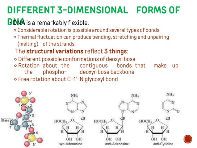 DNA STRUCTURE AND INTRODUCTION TO THE REPLICATION.pptx