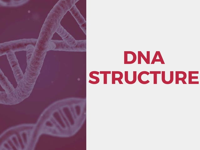 DNA STRUCTURE AND INTRODUCTION TO THE REPLICATION.pptx