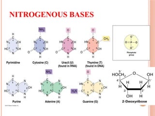 DNA Structure and its various components | PPTX | Chemistry | Science