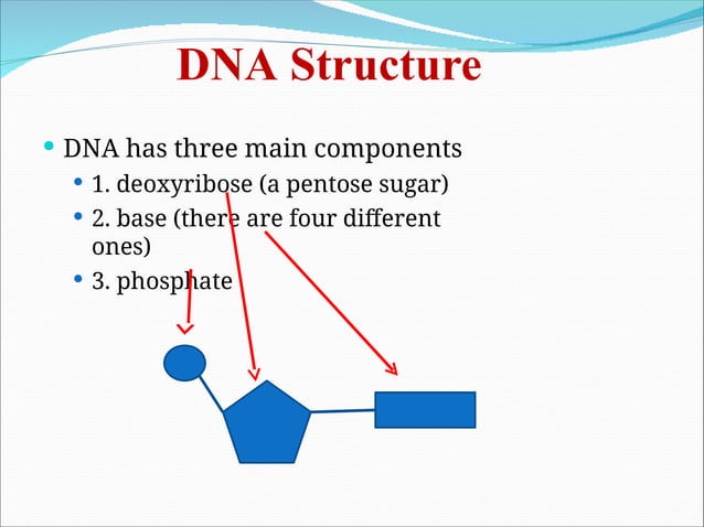 DNA Structure and its various components | PPTX | Chemistry | Science