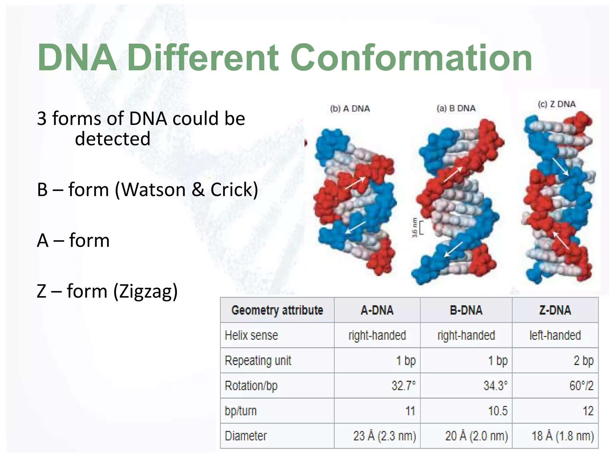 DNA structure | PPTX