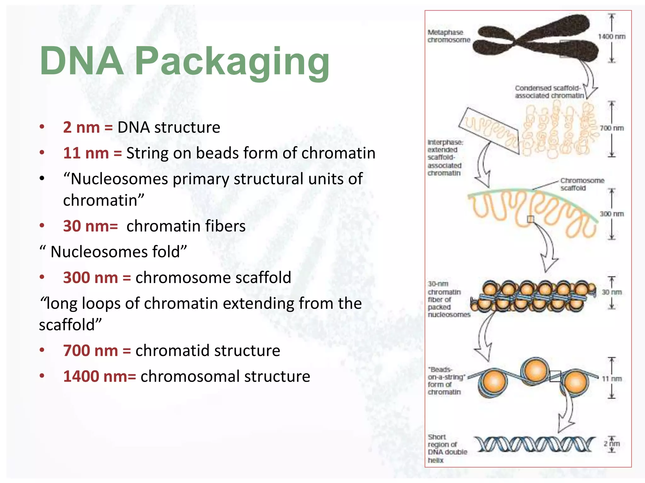 DNA structure | PPTX