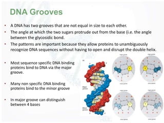 DNA structure | PPTX