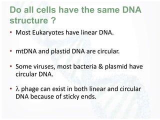DNA structure | PPTX