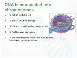 DNA structure | PPTX