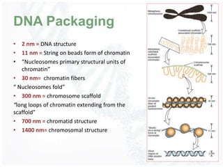 DNA structure | PPTX