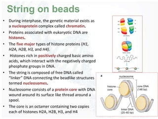 DNA structure | PPTX