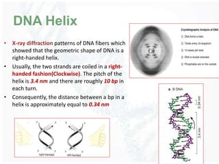DNA structure | PPTX